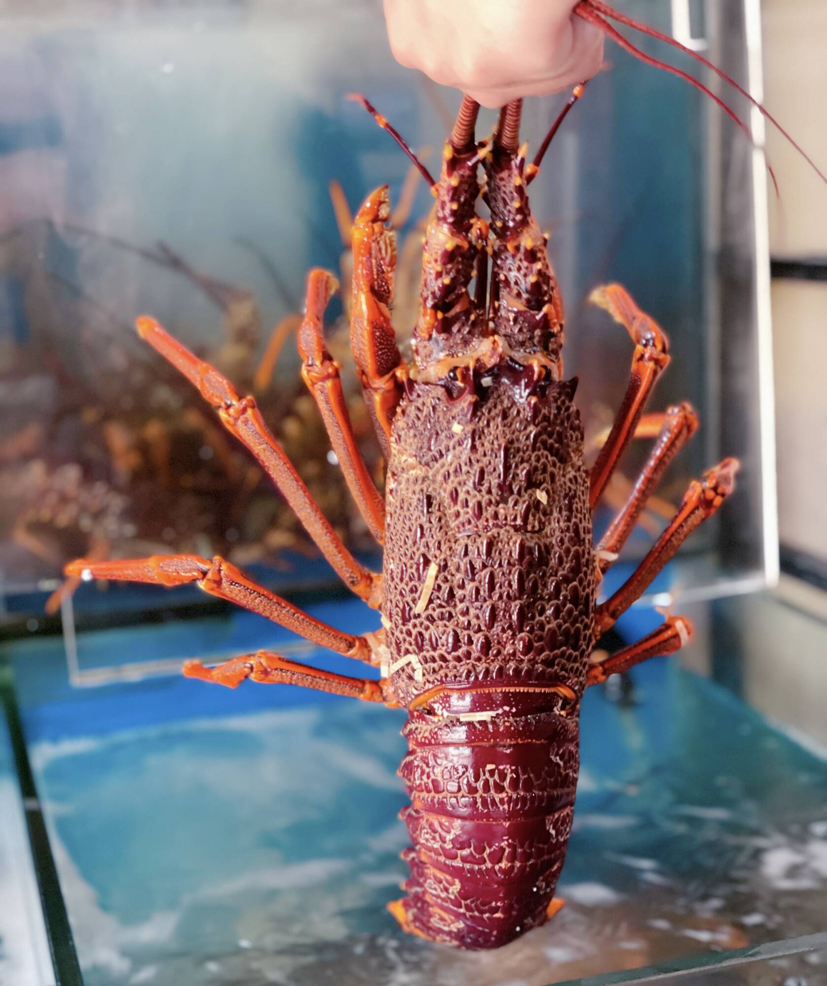 Live Rock Crayfish ( Under 1Kg ) – Silver Spoon Seafoods