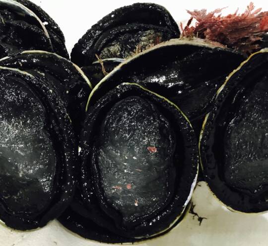 Paua – Silver Spoon Seafoods