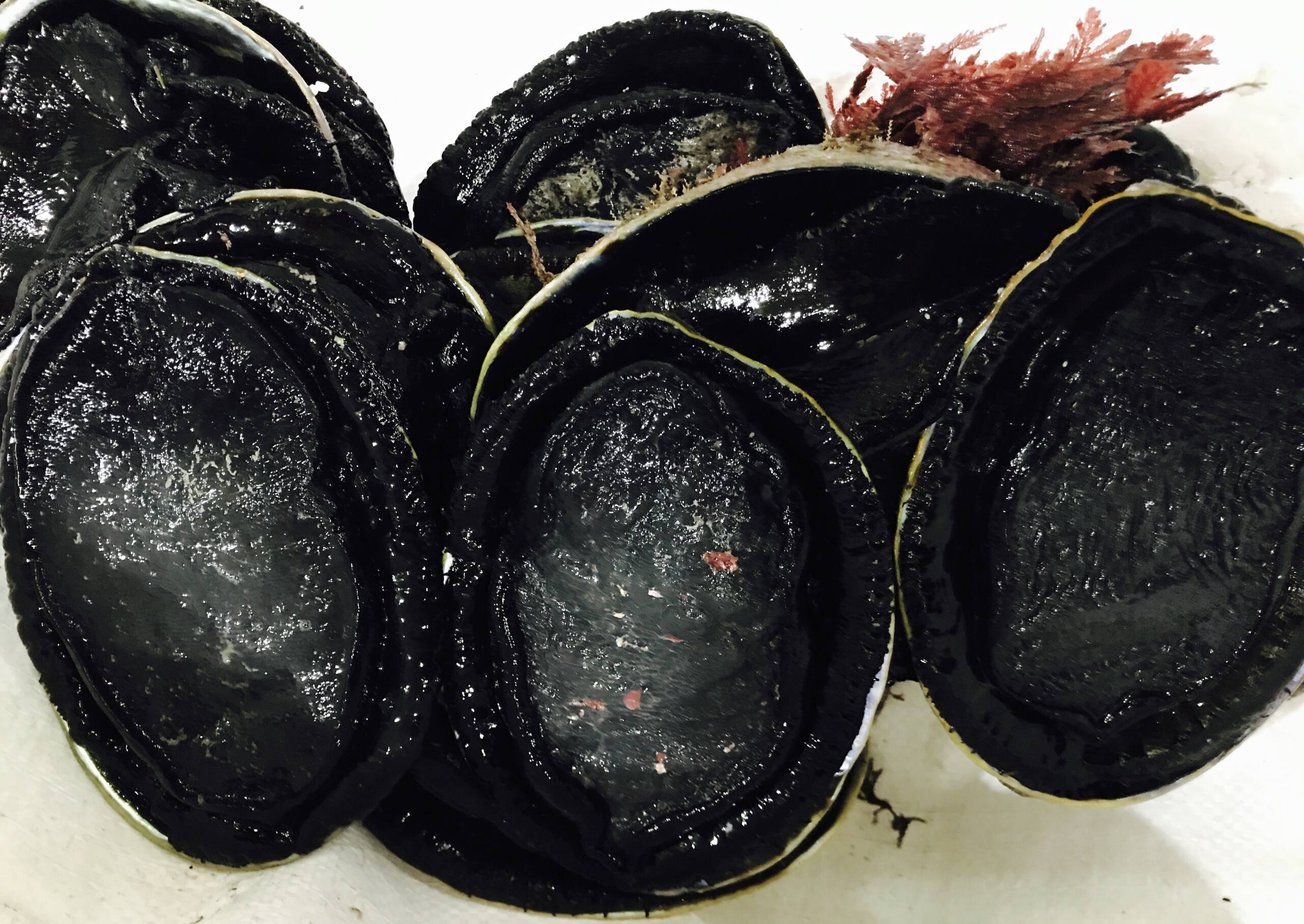 Live Blackfoot Paua (Wild Caught) – Silver Spoon Seafoods