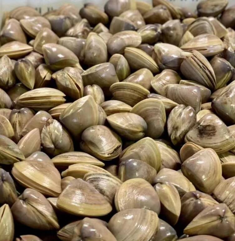 Live Diamond Shell – Silver Spoon Seafoods