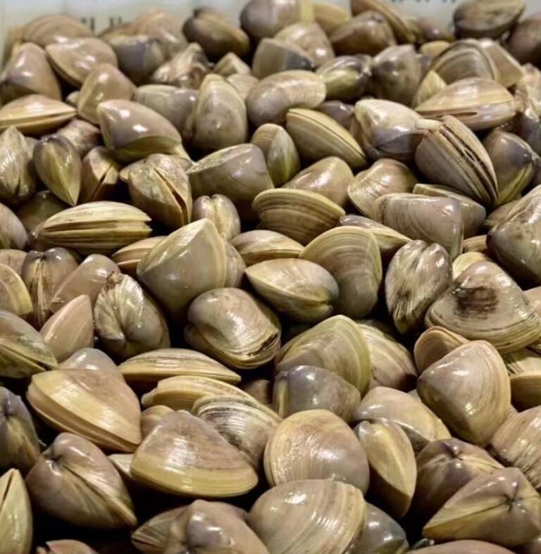 Live Diamond Shell – Silver Spoon Seafoods