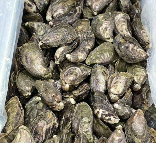 Oysters – Silver Spoon Seafoods
