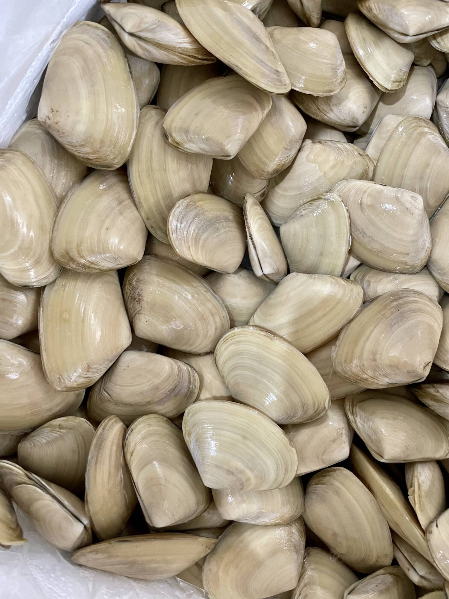 Live TUA TUA – Silver Spoon Seafoods