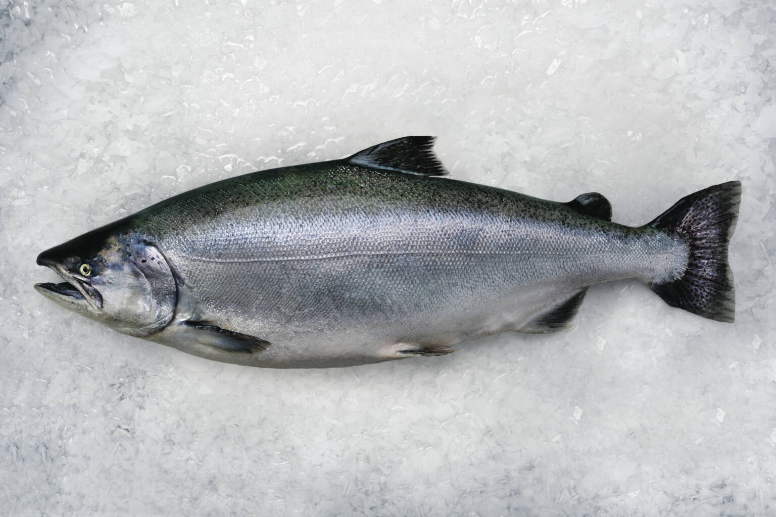 Fresh Mt Cook Alpine Salmon Gilled & Gutted 2kg+ – Silver Spoon Seafoods
