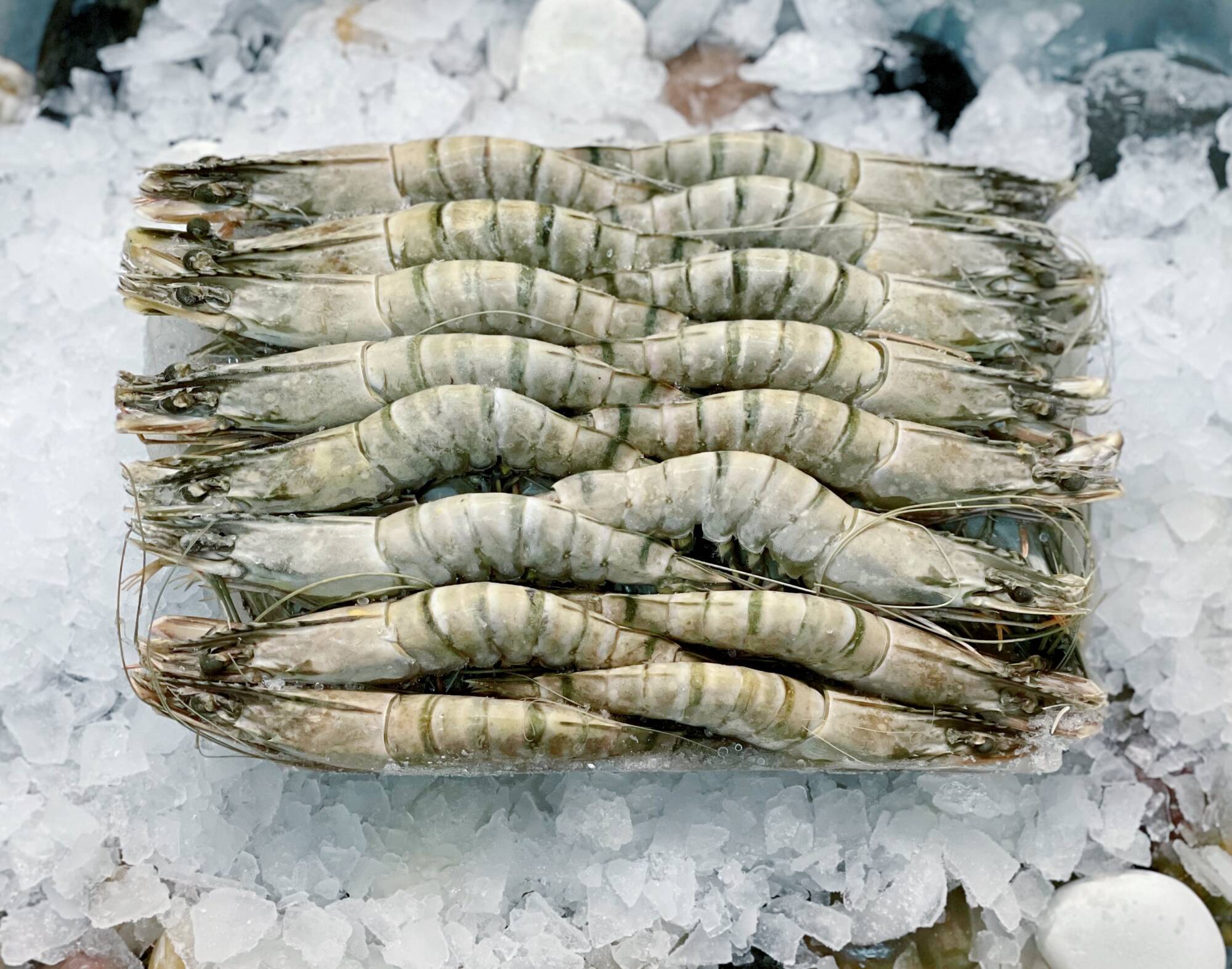 Frozen Raw Whole Black Tiger Prawns (21-25pcs) – Silver Spoon Seafoods