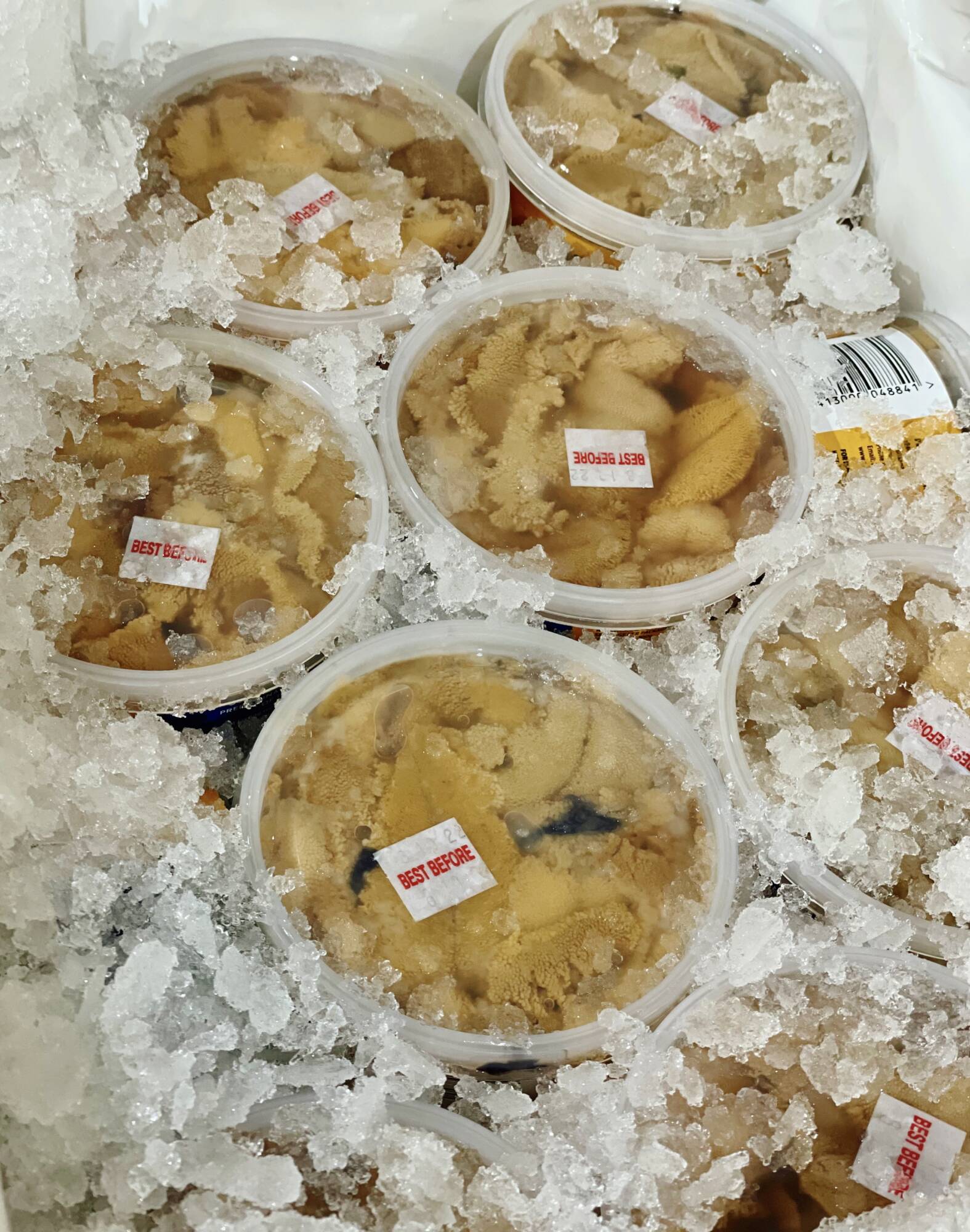 Fresh Kina (COROMANDEL) Pot 150G – Silver Spoon Seafoods